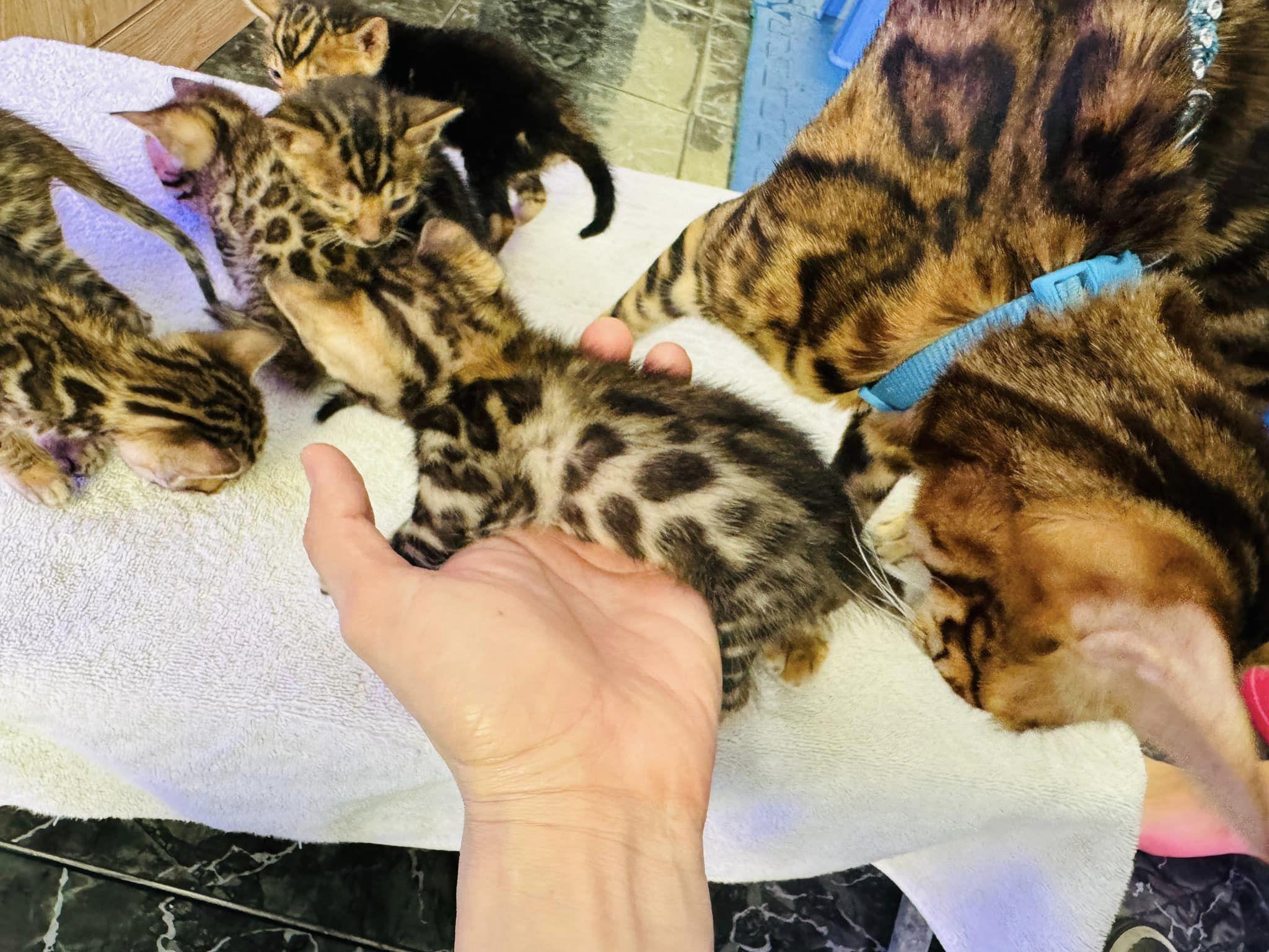 Đan Trường khoe đàn mèo cưng trị giá cả trăm triệu