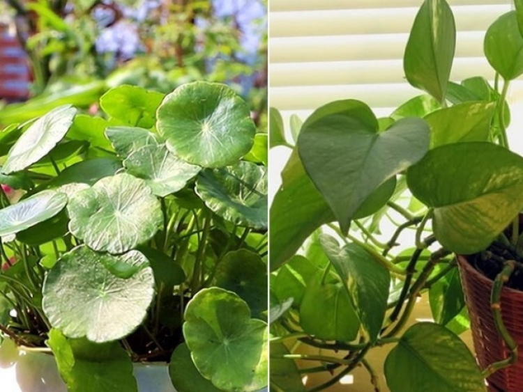 3 loại hoa xung khắc với nhau, không nên đặt chung một chỗ kẻo trồng ...