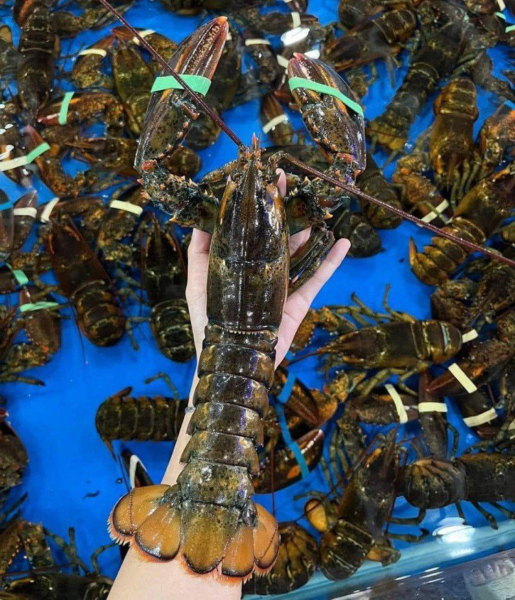 Nóng tuần qua Tôm hùm Alaska rẻ chưa từng có, chỉ từ 350 nghìn đồngcon