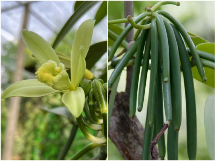 Loài lan đặc biệt có hoa thơm, được trồng lấy quả bán giá 20 triệu ...
