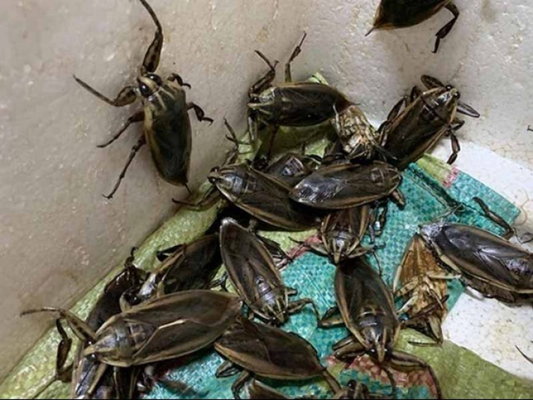 Lộc trời chui ra từ sình lầy, đem chiên được món đặc sản, 5 triệu ...