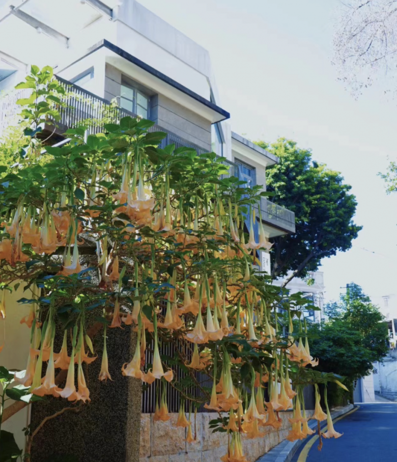 3 loại “hoa gọi ma”, nếu trồng trong nhà dễ mang lại xui xẻo, đẹp mấy ...