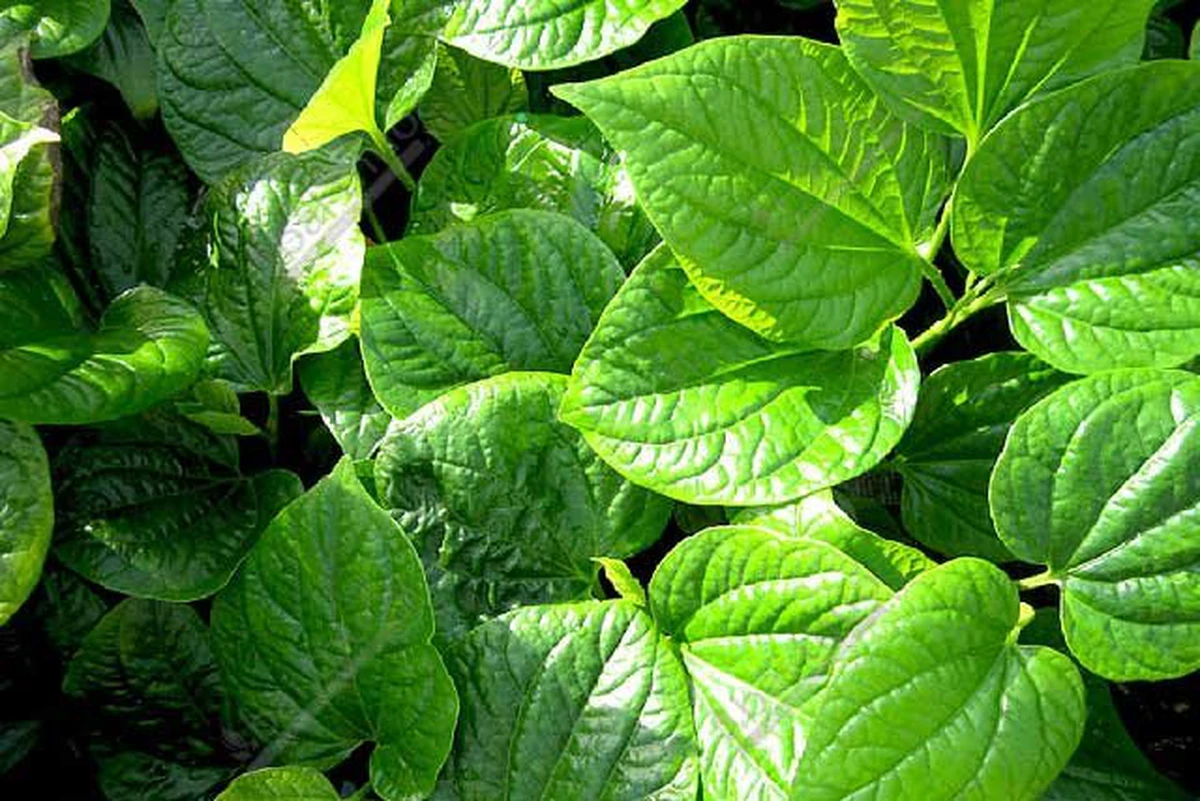 Bí ẩn loại lá được mệnh danh là ‘nhân sâm” của người nghèo bị đau khớp