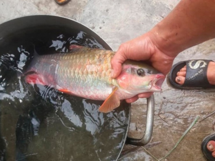 Báu vật sông Đà nằm trong ngũ quý hà thủy, suýt tuyệt chủng nay hồi ...